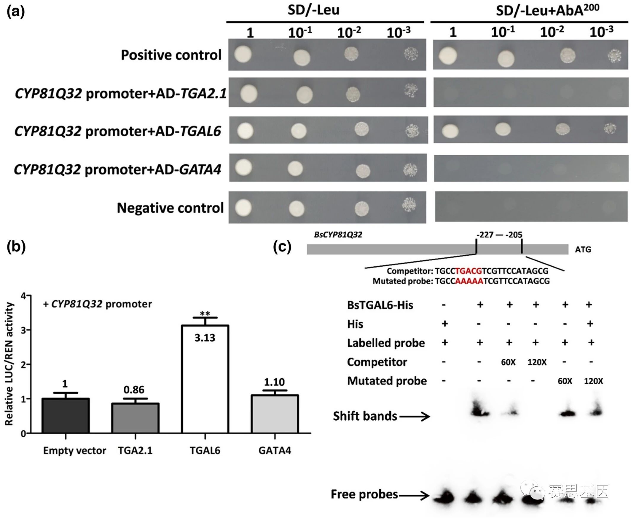 【PLANT J】菵草CYP81Q32基因对除草剂代谢抗性调控机理 - 赛思基因——硬核科技，突破“基”限 - 遗传转化一站式解决方案