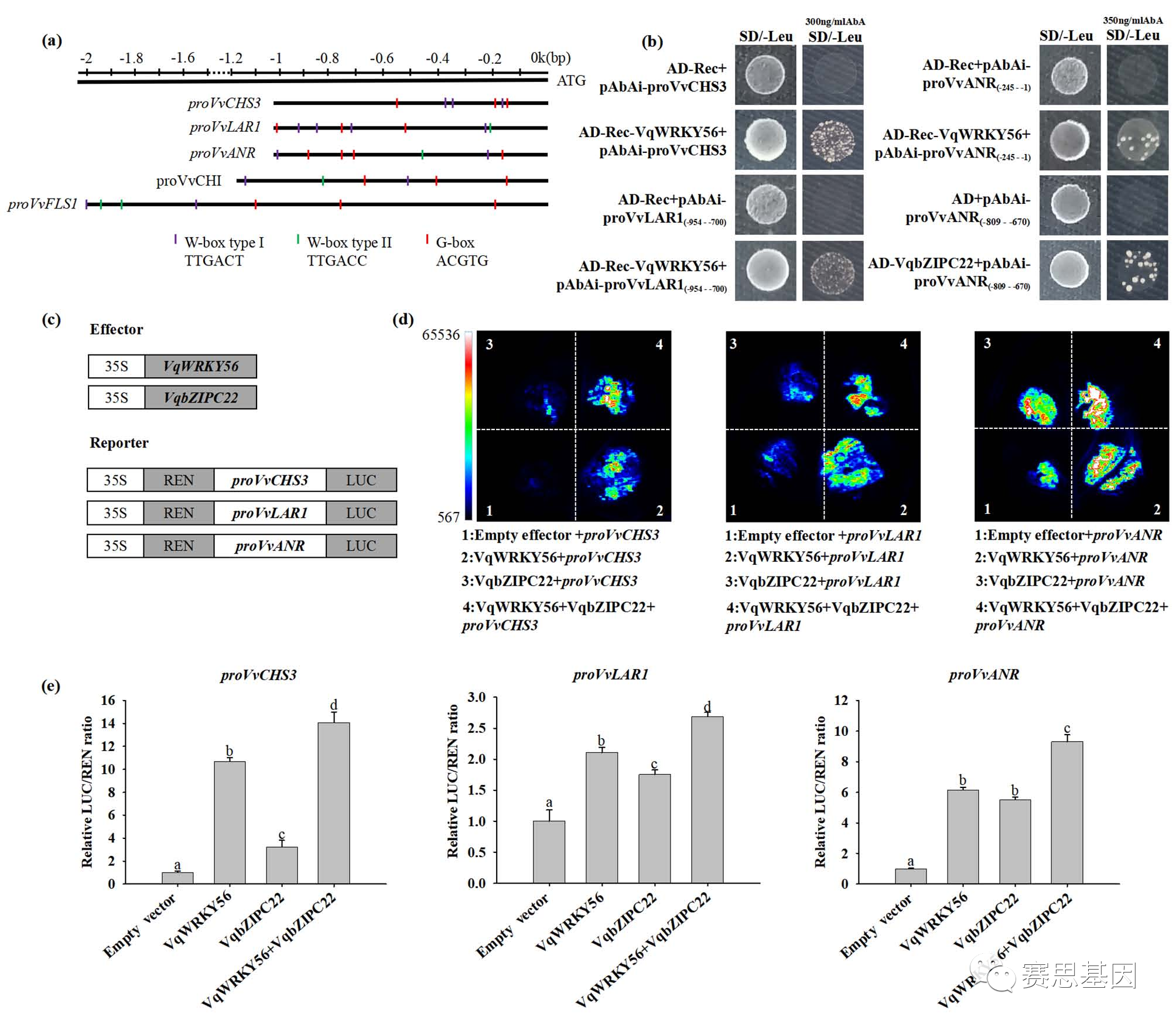 【New Phytol】VqWRKY56与VqbZIPC22相互作用，促进葡萄原花青素生物合成并增加葡萄对白粉病的抗性 - 赛思基因——硬核科技，突破“基”限 - 遗传转化一站式解决方案