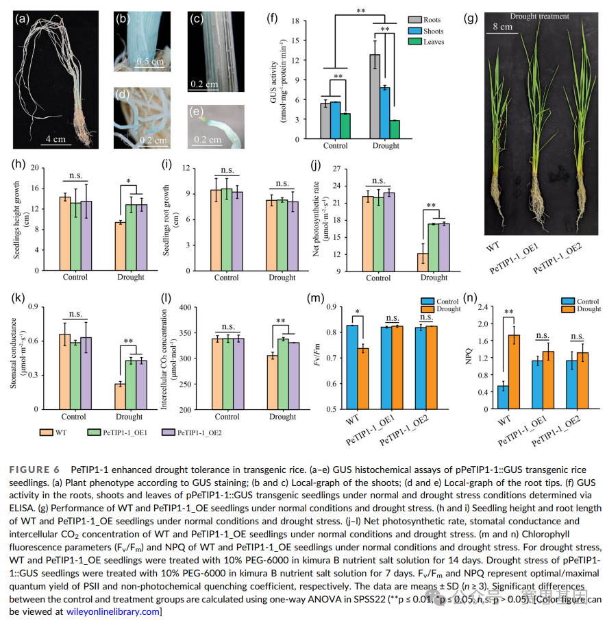 一种竹子bHLH转录因子PeRHL4具有增强干旱和磷饥饿耐受性的双重功能 - 赛思基因——硬核科技，突破“基”限 - 遗传转化一站式解决方案