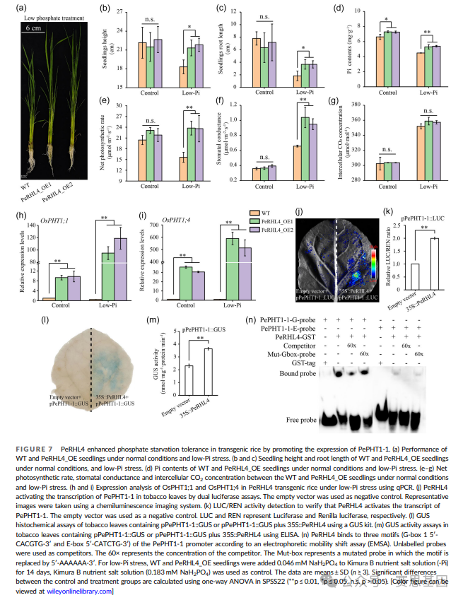 一种竹子bHLH转录因子PeRHL4具有增强干旱和磷饥饿耐受性的双重功能 - 赛思基因——硬核科技，突破“基”限 - 遗传转化一站式解决方案