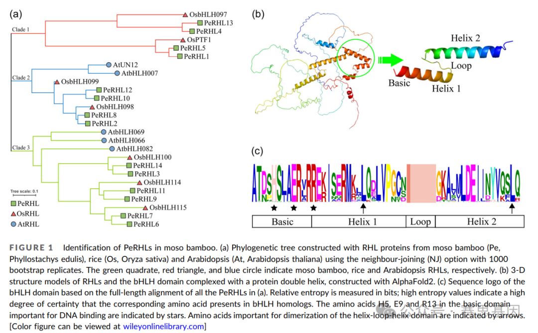 一种竹子bHLH转录因子PeRHL4具有增强干旱和磷饥饿耐受性的双重功能 - 赛思基因——硬核科技，突破“基”限 - 遗传转化一站式解决方案