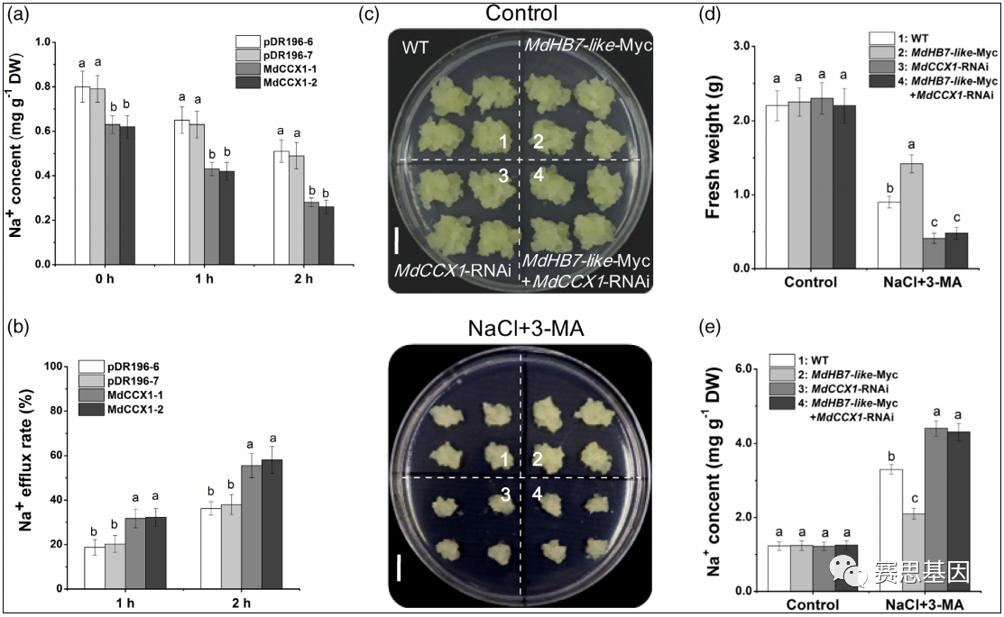 【PLANT J】MdHB7-like通过促进自噬活性和Na+流出正向调节苹果的耐盐性 - 赛思基因——硬核科技，突破“基”限 - 遗传转化一站式解决方案