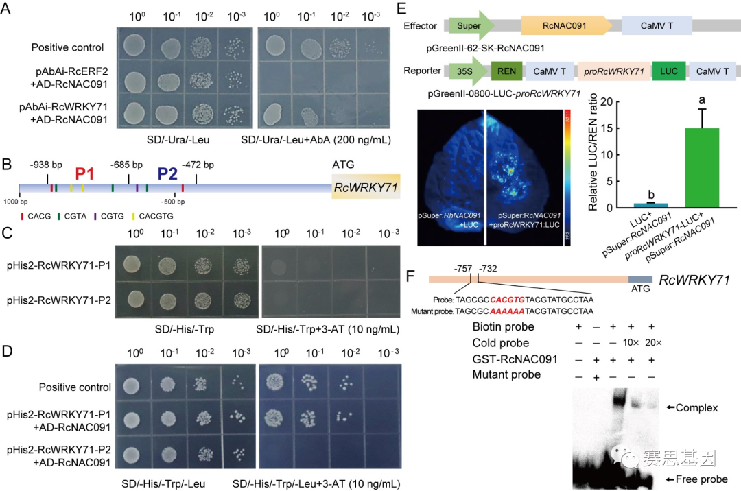 【Plant Physiol】脱落酸通过调控转录因子RcNAC091从而增强玫瑰的抗旱性 - 赛思基因——硬核科技，突破“基”限 - 遗传转化一站式解决方案