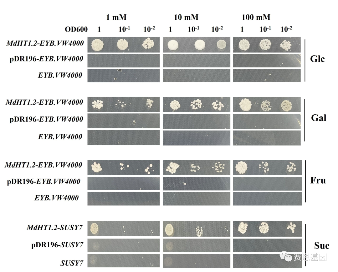 【Plant Physiol】苹果MdHT1.2基因介导根际葡萄糖摄取，从而调节植物碳水化合物的分配 - 赛思基因——硬核科技，突破“基”限 - 遗传转化一站式解决方案