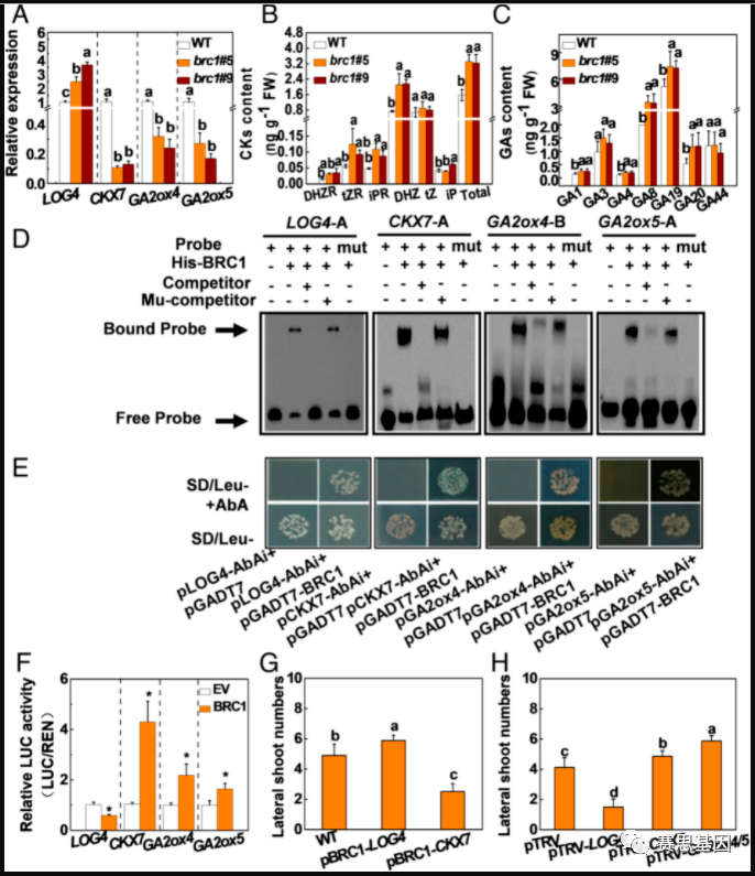 【PNAS】HY5通过整合依赖BRC1的激素信号，从而在番茄芽的生长过程中发挥作用 - 赛思基因——硬核科技，突破“基”限 - 遗传转化一站式解决方案