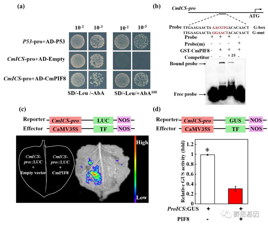 【Plant Cell Environ】PIF8-WRKY42介导水杨酸合成，从而调节甜瓜对白粉病的抗性 - 赛思基因——硬核科技，突破“基”限 - 遗传转化一站式解决方案