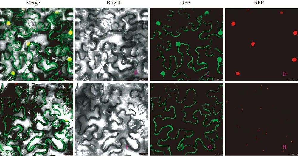 一文带您了解亚细胞定位（Subcellular Localization） - 赛思基因——硬核科技，突破“基”限 - 遗传转化一站式解决方案