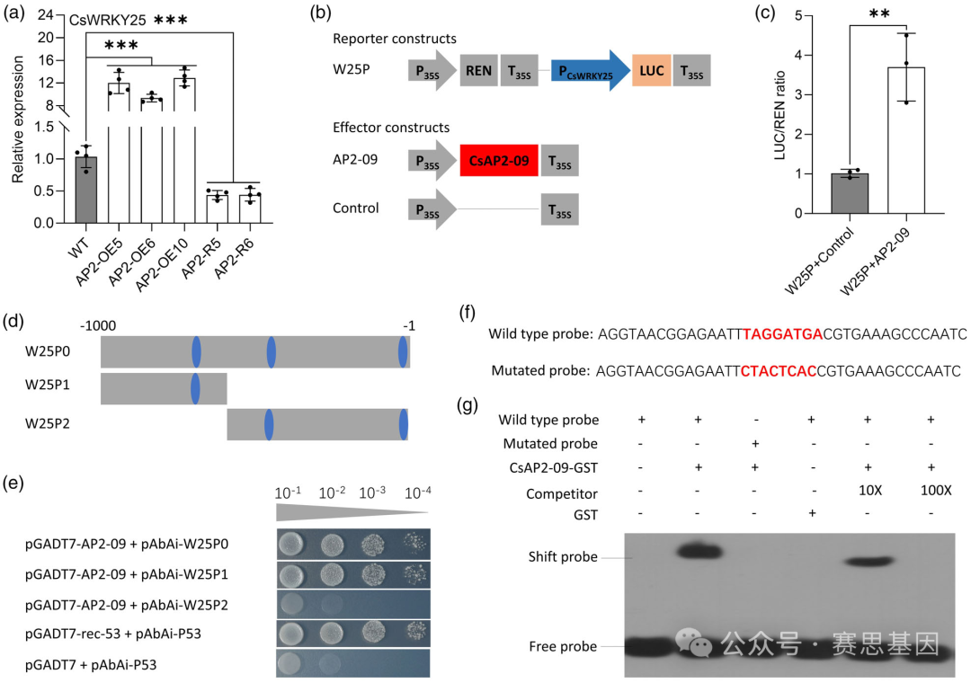 【Plant Journal】CsAP2-09-CsWRKY25-CsRBOH2通过级联调节ROS稳态，调节柑橘对溃疡病的抗性 - 赛思基因 ...