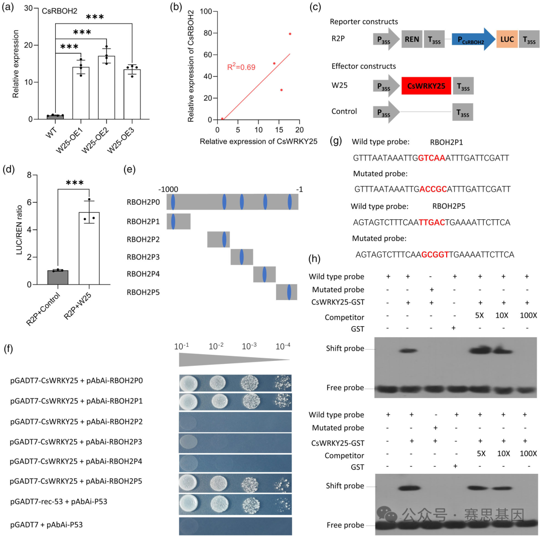 【Plant Journal】CsAP2-09-CsWRKY25-CsRBOH2通过级联调节ROS稳态，调节柑橘对溃疡病的抗性 - 赛思基因 ...