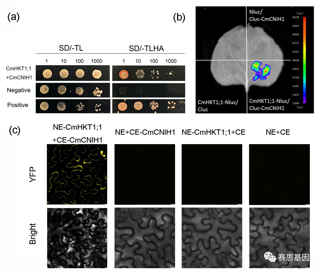 【PLANT J】CmCNIH1通过影响CmHKT1;1在南瓜中的转运从而提高南瓜耐盐性 - 赛思基因——硬核科技，突破“基”限 - 遗传转化 ...
