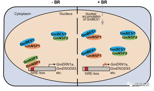 【Plant Physiol】GmBES1-1通过抑制GmNSP1/2的活性从而对抑制大豆结瘤 - 赛思基因——硬核科技，突破“基”限 ...