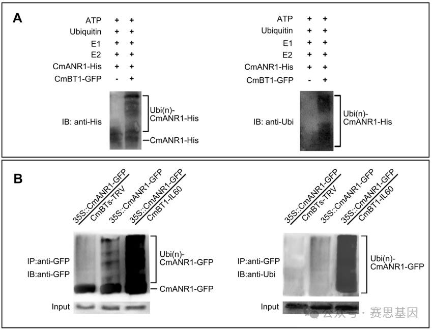 含BTB/TAZ结构域的CmBT1蛋白负性介导CmANR1泛素化 - 赛思基因——硬核科技，突破“基”限 - 遗传转化一站式解决方案