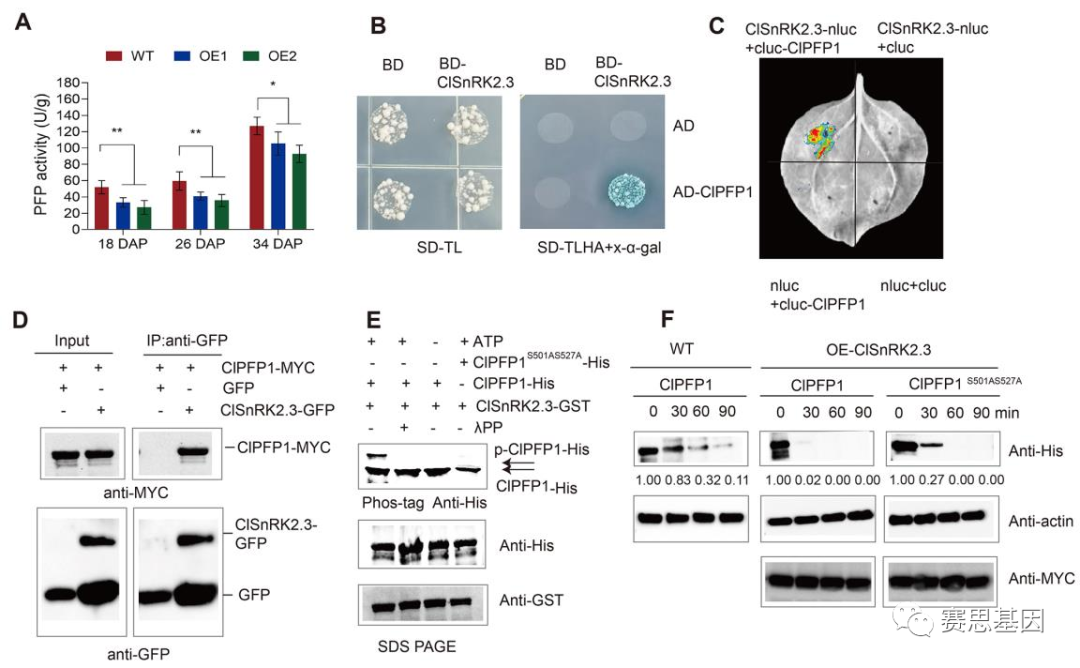 ClSnRK2.3 负调控西瓜果实成熟和糖分积累 - 赛思基因——硬核科技，突破“基”限 - 遗传转化一站式解决方案
