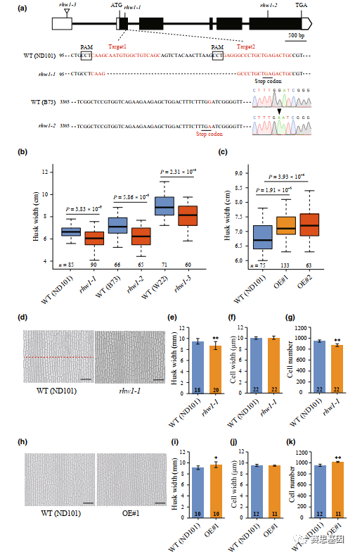 【New Phytol】RHW1-ZCN4调控途径导致了玉米壳叶宽度的自然变异 - 赛思基因——硬核科技，突破“基”限 - 遗传转化一站式解决方案