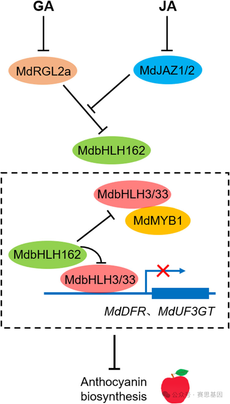 MdbHLH162连接赤霉素和茉莉酸信号调节苹果花青素生物合成 - 赛思基因——硬核科技，突破“基”限 - 遗传转化一站式解决方案
