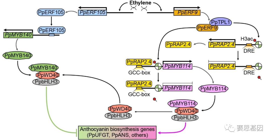 【Plant Cell】乙烯反应转录因子PpERF9通过抑制PpRAP2.4和PpMYB114，从而抑制梨的花青素生物合成 - 赛思基因——硬 ...