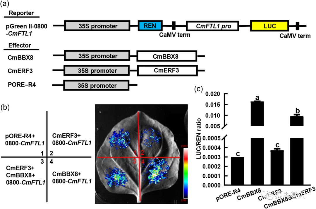 【Plant Cell Environ】乙烯响应转录因子和B-box蛋白调控菊花营养生长和开花 - 赛思基因——硬核科技，突破“基”限 - 遗传转化一站式解决方案