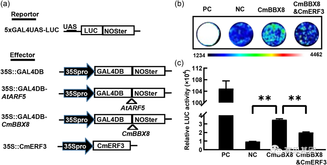 【Plant Cell Environ】乙烯响应转录因子和B-box蛋白调控菊花营养生长和开花 - 赛思基因——硬核科技，突破“基”限 ...