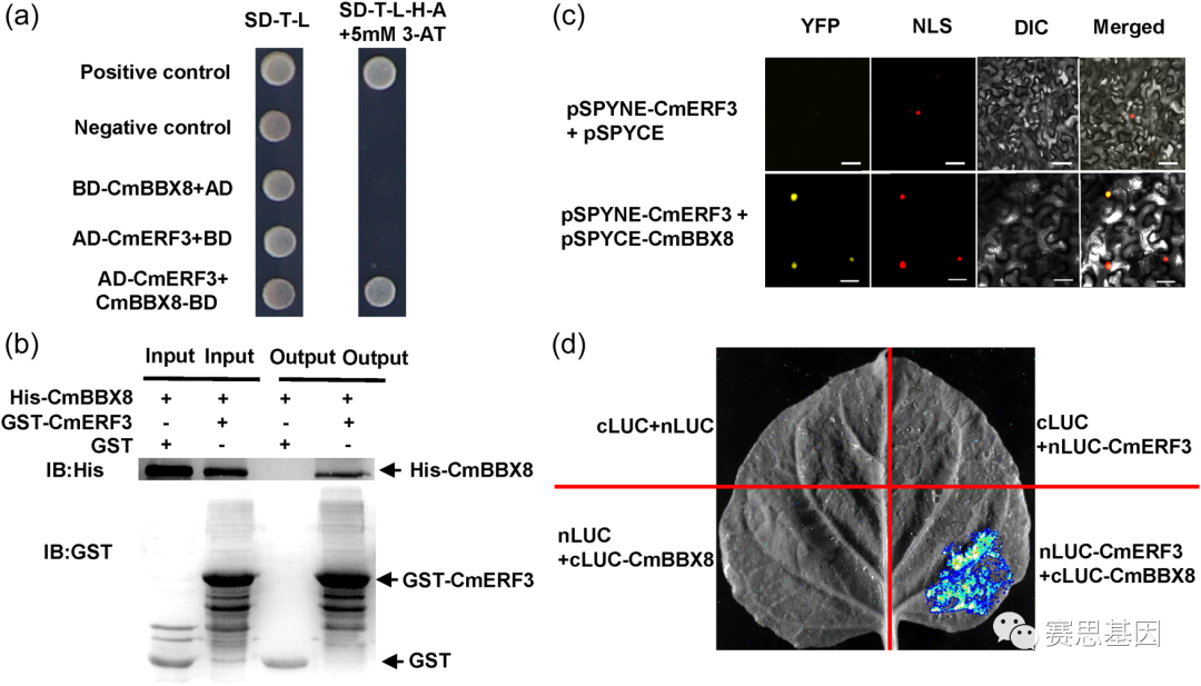 【Plant Cell Environ】乙烯响应转录因子和B-box蛋白调控菊花营养生长和开花 - 赛思基因——硬核科技，突破“基”限 ...