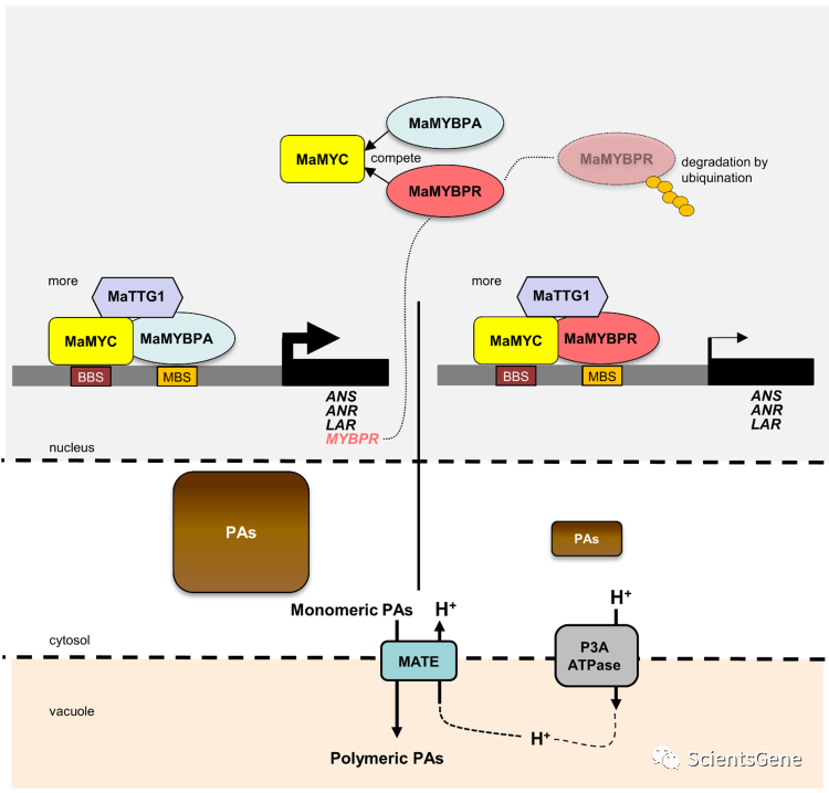 【New Phytol】R2R3 MYB型激活剂和阻遏剂之间的相互作用调节香蕉中的原花青素的生物合成 - 赛思基因——硬核科技，突破“基”限 ...