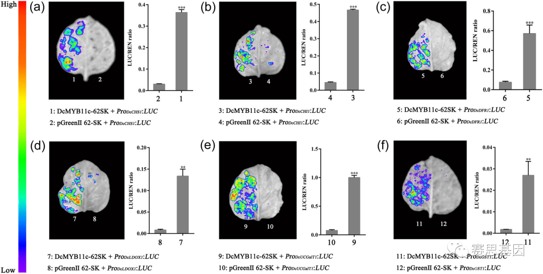【PLANT CELL ENVIRON】MYB激活DcMYB11c调节胡萝卜花青素在叶柄中的积累 - 赛思基因——硬核科技，突破“基”限 ...