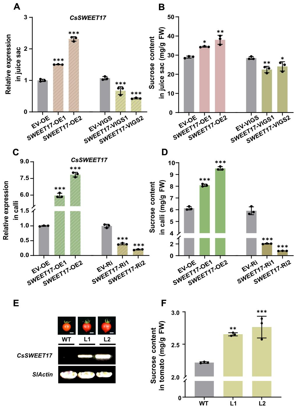 【Hortic Res】CsMYB36-CsSWEET17模块介导钙诱导的柑橘蔗糖积累 - 赛思基因——硬核科技，突破“基”限 - 遗传转化一 ...