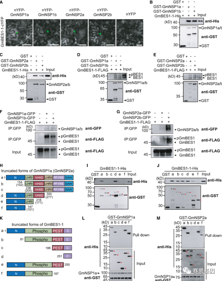 【Plant Commun】GmBES1-1抑制GmNSP1/2从而抑制大豆结瘤的活性 - 赛思基因——硬核科技，突破“基”限 - 遗传转化一 ...
