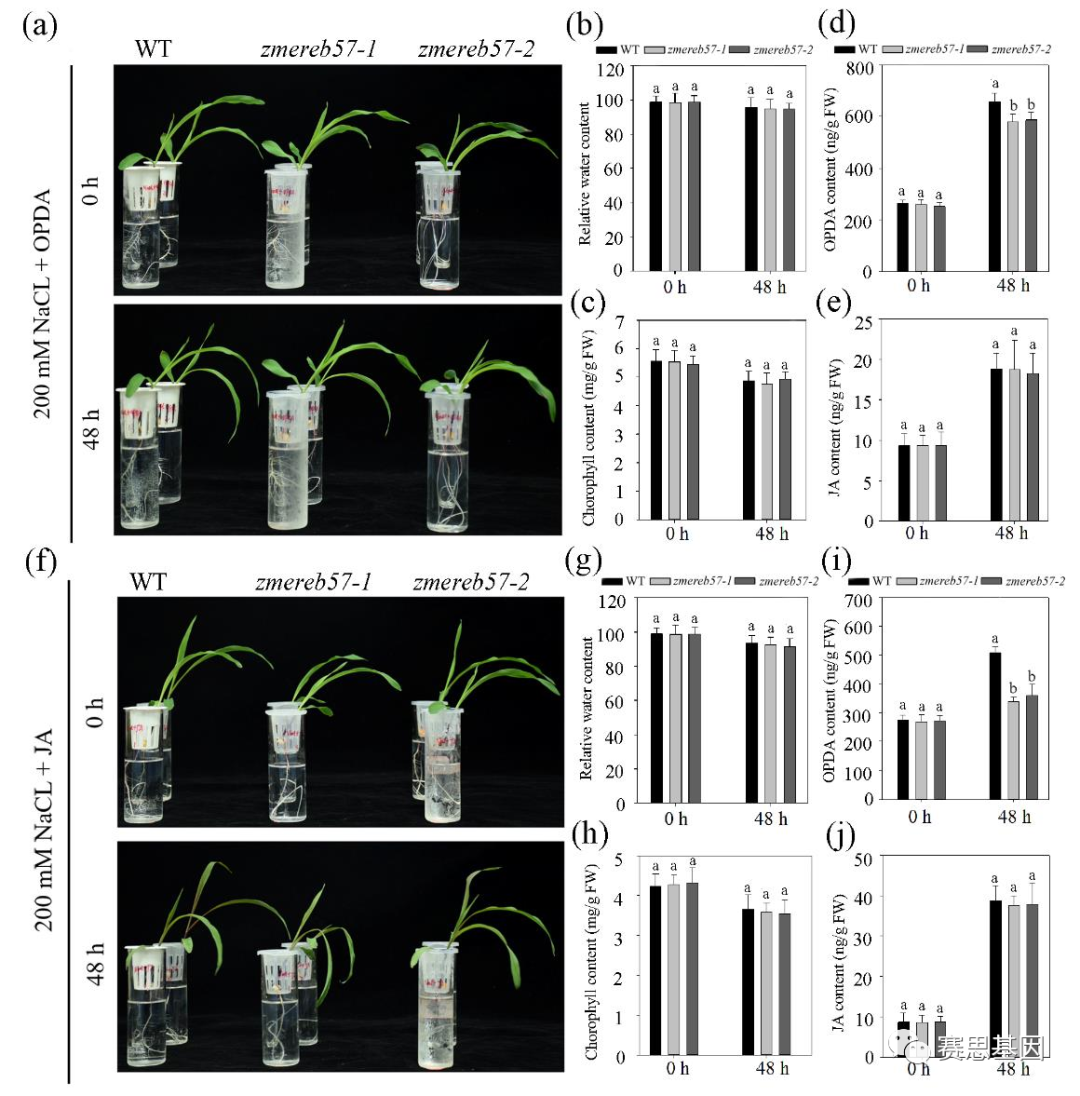 【PLANT CELL ENVIRON】ZmEREB57通过两种不同的信号通路调节玉米OPDA的合成并增强盐胁迫耐受性 - 赛思基因——硬核 ...