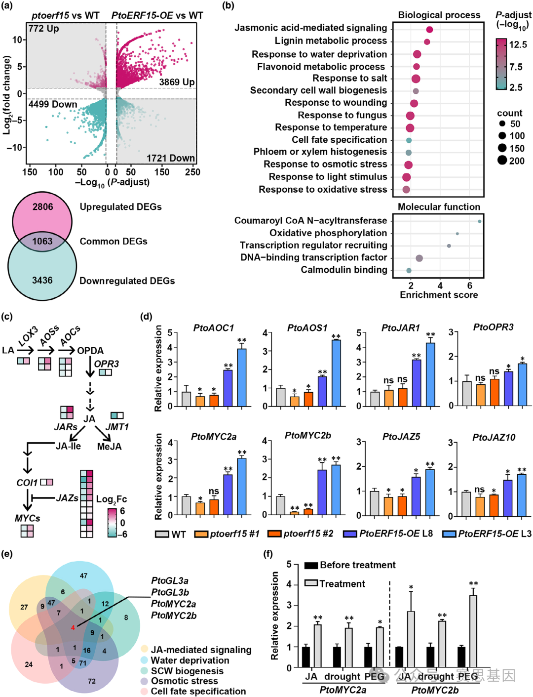 【New Phytol】AP2/ERF转录因子PtoERF15通过JA介导的信号传导赋予杨耐旱性 - 赛思基因——硬核科技，突破“基”限 ...