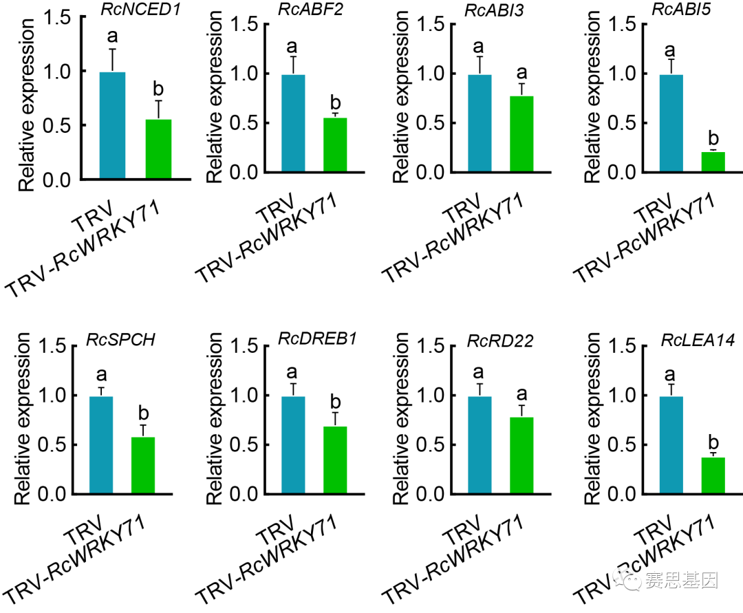 【Plant Physiol】脱落酸通过调控转录因子RcNAC091从而增强玫瑰的抗旱性 - 赛思基因——硬核科技，突破“基”限 - 遗传转化一站式解决方案