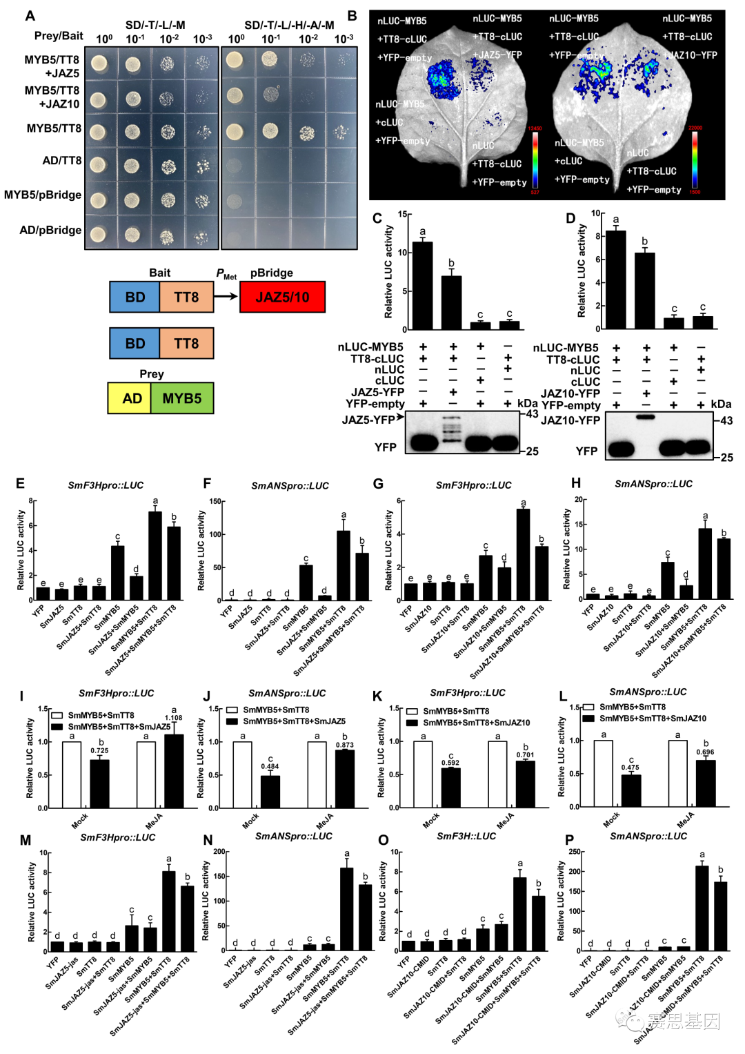 title - 遗传转化一站式解决方案