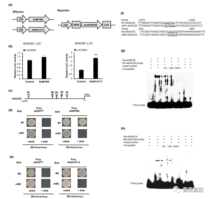 【New Phytol】参与糖代谢的MYB6/bHLH13-AbSUS2调控百山祖冷杉根毛形成 - 赛思基因——硬核科技，突破“基”限 ...