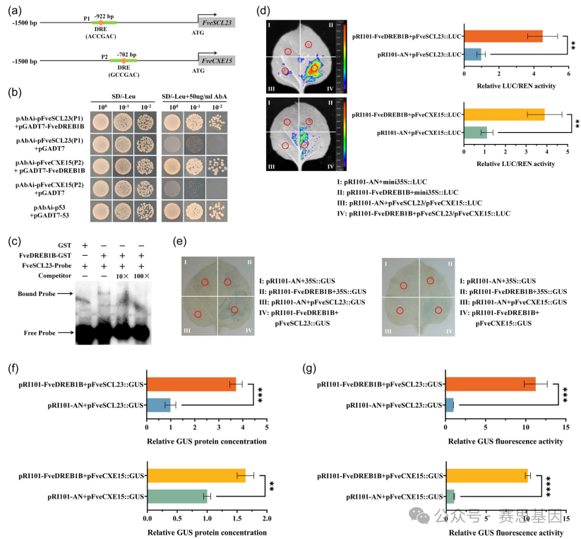 【PLANT CELL ENVIRON】FveDREB1B通过正向调节FveSCL23和FveCHS提高林地草莓的耐寒性 - 赛思基因——硬核 ...