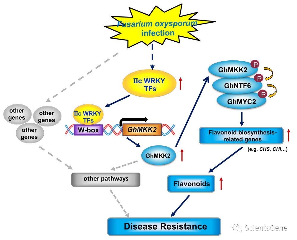 【New Phytol】WRKY转录因子通过促进GhMKK2介导的类黄酮生物合成调节棉花对尖孢镰刀菌的抗性 - 赛思基因——硬核科技，突破“基 ...