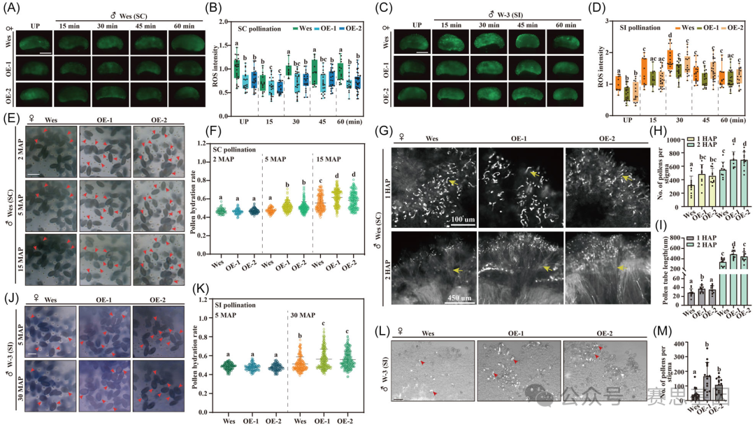 在甘蓝型油菜中，柱头抗坏血酸过氧化物酶1（APX1）的敲除通过介导ROS稳态来延迟花粉的再水合和发芽。 - 赛思基因——硬核科技，突破“基”限 ...