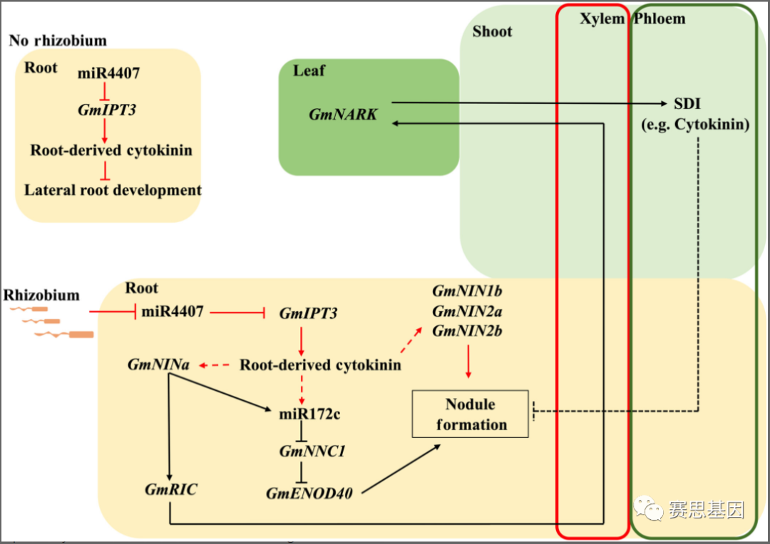 【New Phytol】MicroRNA 4407通过抑制根特异性异戊基转移酶（GmIPT3）调节大豆结瘤 - 赛思基因——硬核科技，突破“基 ...