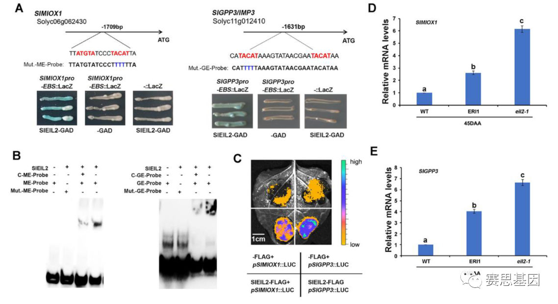 【Plant Physiol】EIN3/EILs调节番茄成熟过程中β-胡萝卜素和抗坏血酸的积累 - 赛思基因——硬核科技，突破“基”限 ...