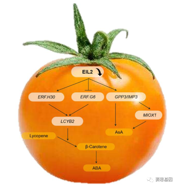 【Plant Physiol】EIN3/EILs调节番茄成熟过程中β-胡萝卜素和抗坏血酸的积累 - 赛思基因——硬核科技，突破“基”限 ...