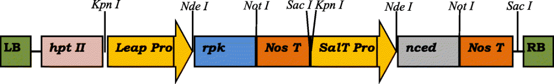 【解读一篇小文章】通过农杆菌介导的转化操纵 ABA 信号基因培育稳定的耐旱转基因玉米植物 - 赛思基因——硬核科技，突破“基”限 - 遗传转化 ...