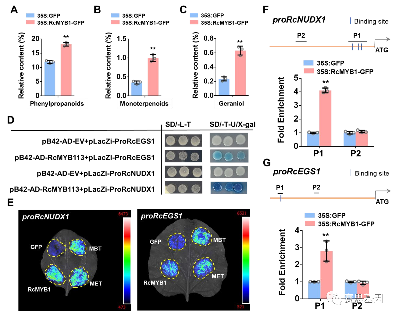 【Hortic Res】MYB转录因子RcMYB1在玫瑰花青素的生物合成中起着核心作用 - 赛思基因——硬核科技，突破“基”限 - 遗传转化一 ...