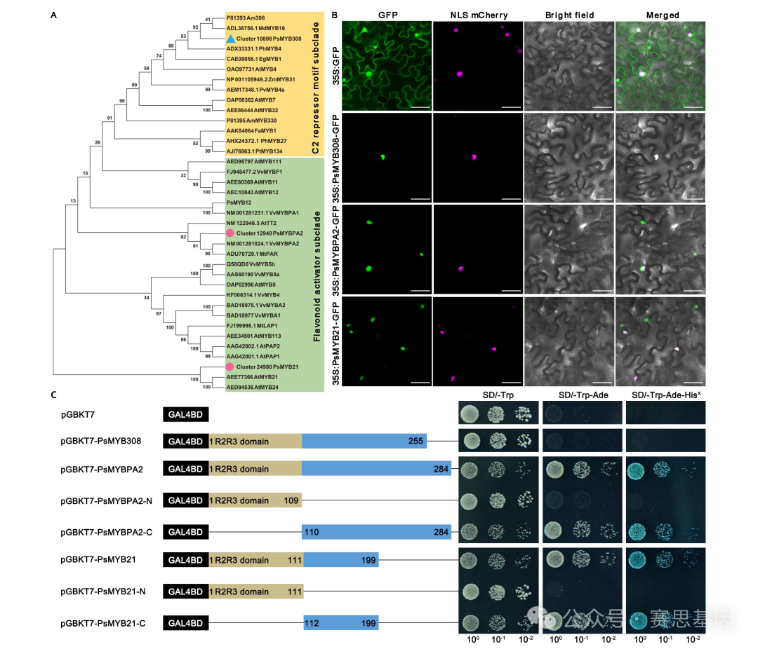 【Plant Physiol】三种MYB转录因子的协同作用促进牡丹斑点形成 - 赛思基因——硬核科技，突破“基”限 - 遗传转化一站式解决方案