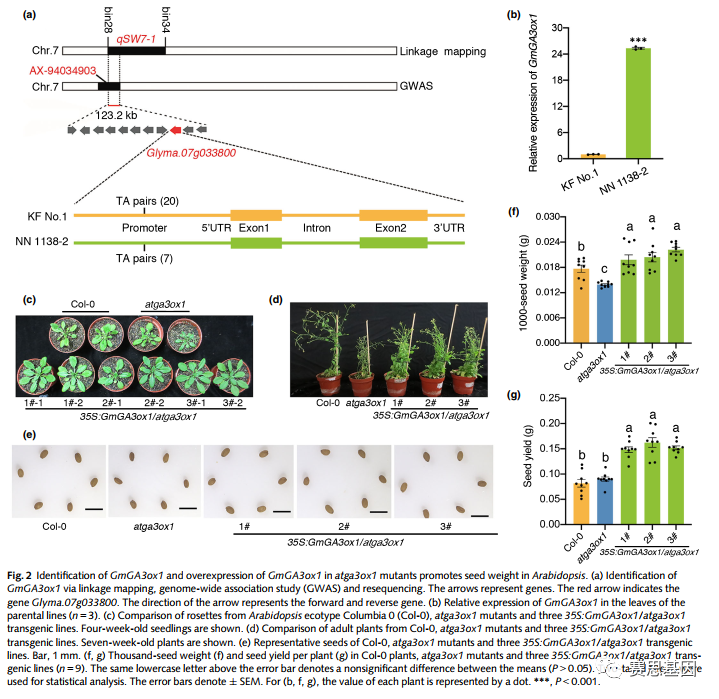 【New Phytol】赤霉素3β-羟化酶的下调增强了大豆的光合作用并提高了种子产量 - 赛思基因——硬核科技，突破“基”限 - 遗传转化一站 ...