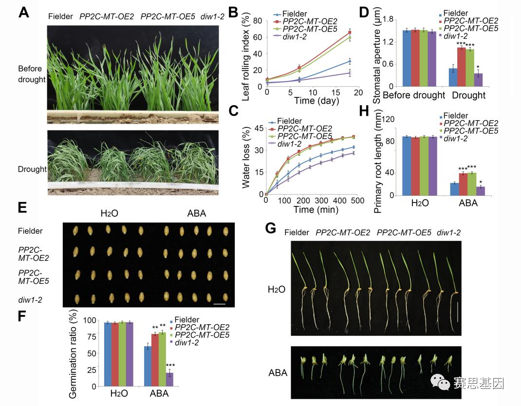J Integr Plant Biol编码PP2C磷酸酶的DIW1基因可负调控小麦的耐旱性 - 遗传转化一站式解决方案