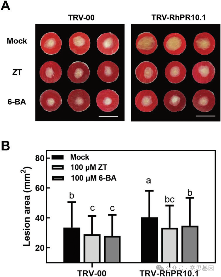 【J EXP BOT】RhRF005和RhCCCH12通过调节细胞分裂素水平调节玫瑰对灰霉病的抗性 - 赛思基因——硬核科技，突破“基”限 ...