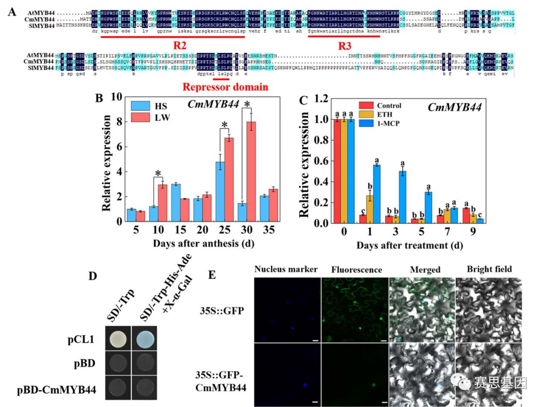 【Plant Physiol】转录因子CmERFI-2抑制甜瓜中CmMYB44的表达以提高果实蔗糖水平 - 赛思基因——硬核科技，突破“基”限 ...