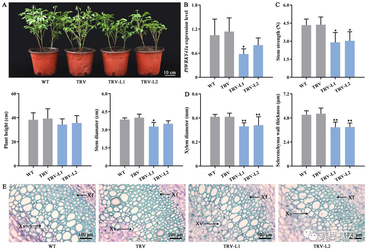 【Plant Physiol】芍药转录因子WRKY41a促进次生细胞壁增厚并增强茎的强度 - 赛思基因——硬核科技，突破“基”限 - 遗传转化 ...