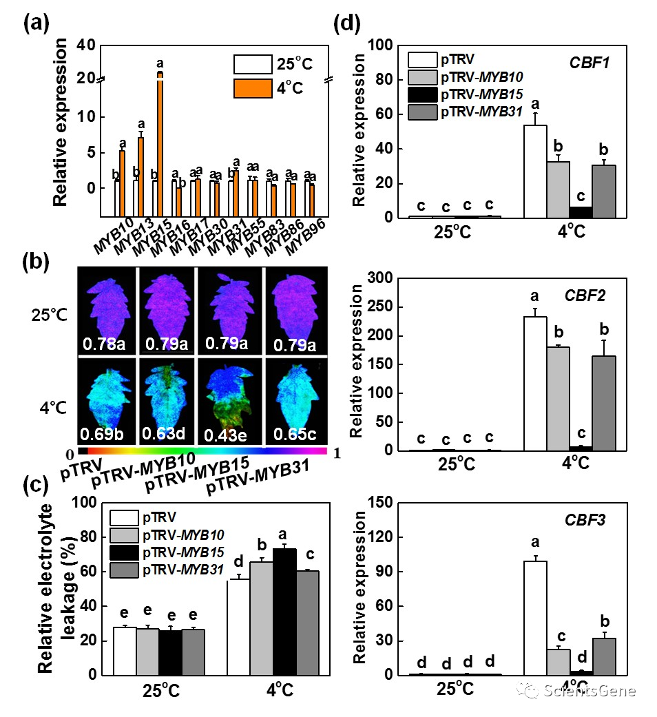 【Plant Cell Environ】HY5和MYB15转录因子通过CBF途径正调控番茄的耐寒性 - 赛思基因——硬核科技，突破“基”限 ...