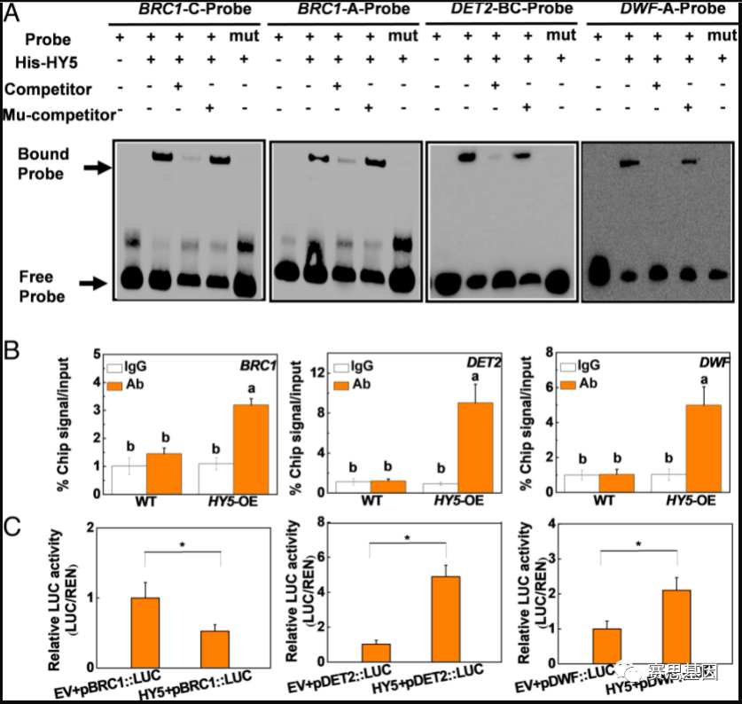 【PNAS】HY5通过整合依赖BRC1的激素信号，从而在番茄芽的生长过程中发挥作用 - 赛思基因——硬核科技，突破“基”限 - 遗传转化一站式解决方案